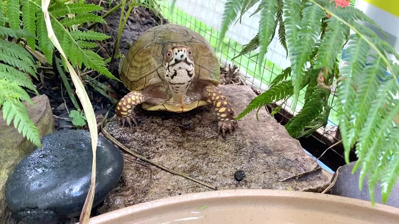Box turtle plays hard to get - YouTube