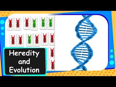 Biology - Mechanism of Evolution - Heredity and Evolution - Part 6 ...