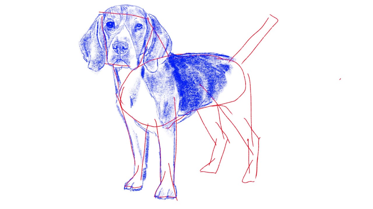 How to draw a Beagle - YouTube