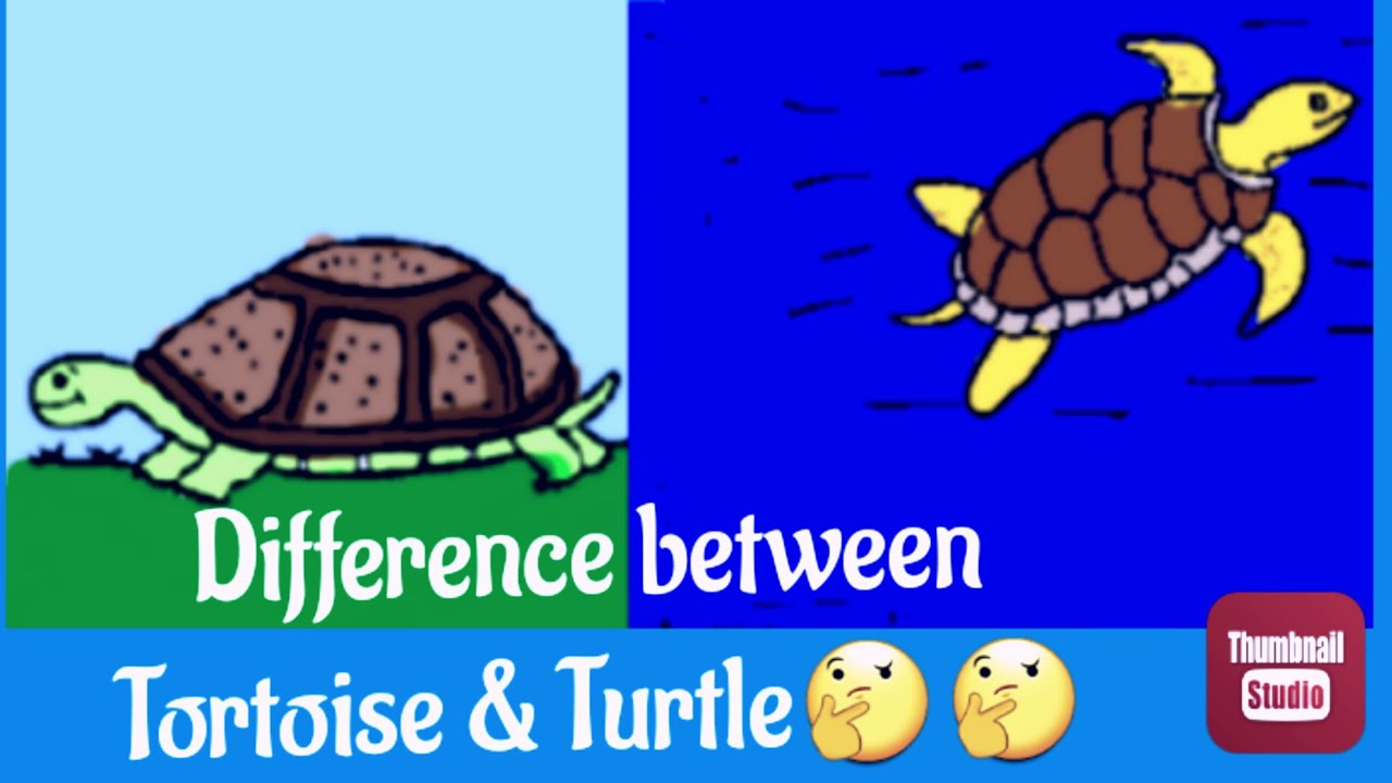 Tortoise vs Turtle|How to draw a tortoise| How to draw a Turtle ...