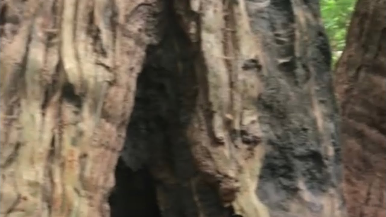 Inside 3,000 Year Old Tree in Redwood Forest Park, CA! - YouTube