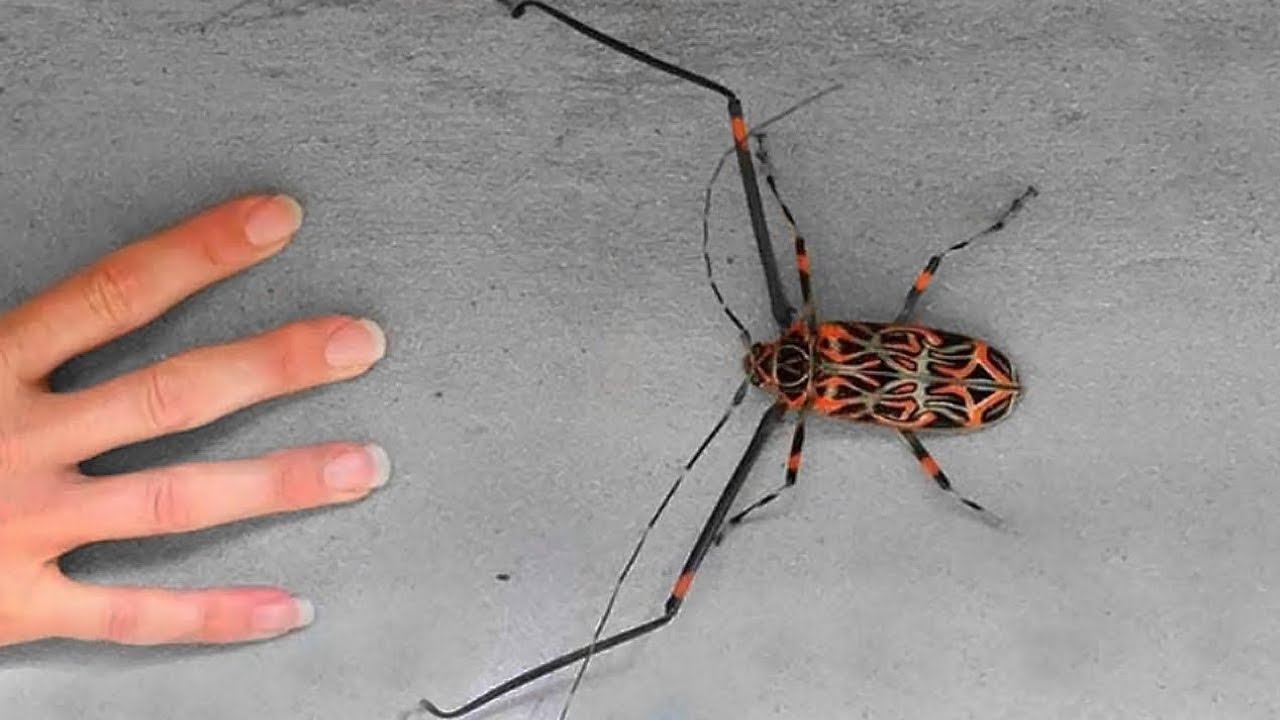 Si Vous Touchez à Cet Insecte, Voici ce qui Arrive - YouTube