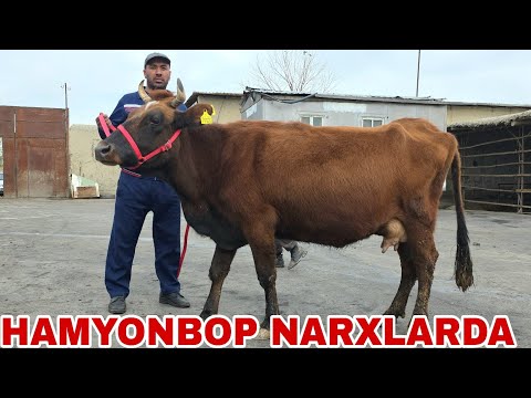Mahmud akadan yangi partiya mari bo‘g‘oz va ona bola sigirlar yengil narxlarda 6-aprel, 2026