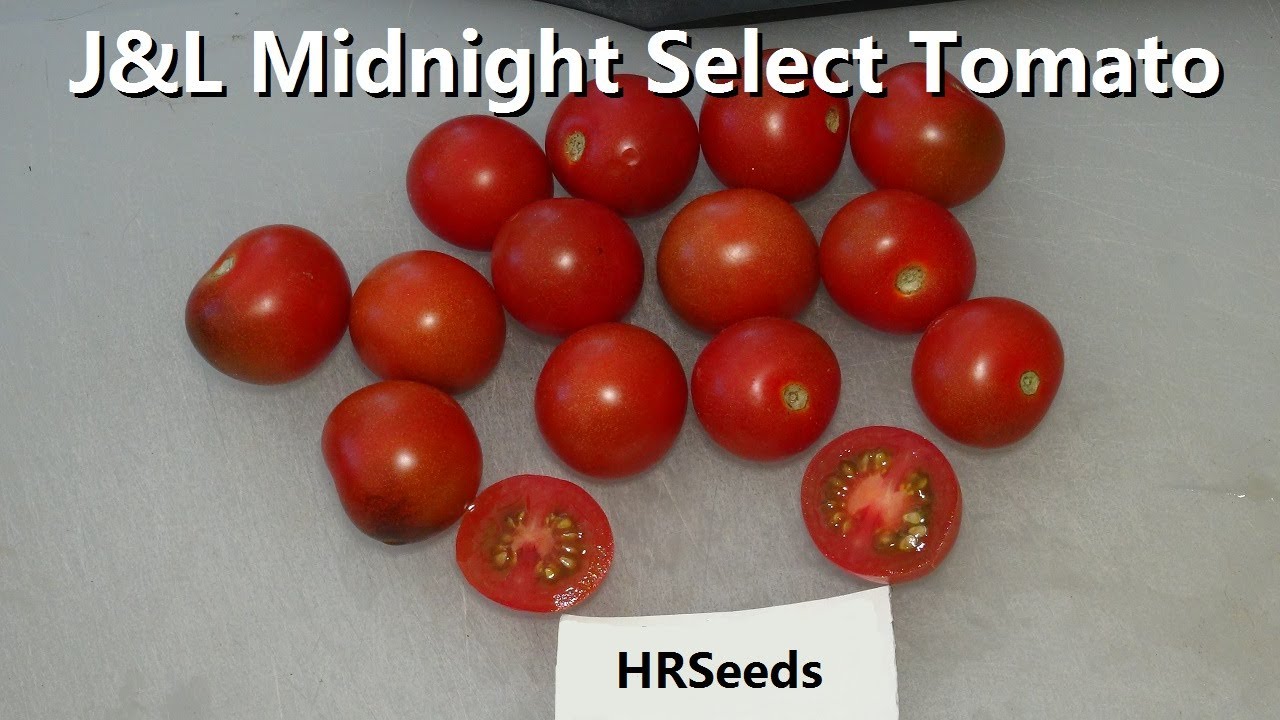 J&L Midnight Select Tomato | Solanum lycopersicum | Tomato Review 2023 ...