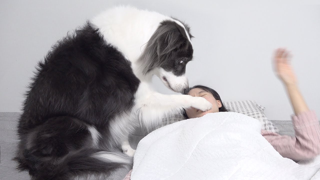 This Is What My Border Collie Does When I Try To Sleep - YouTube