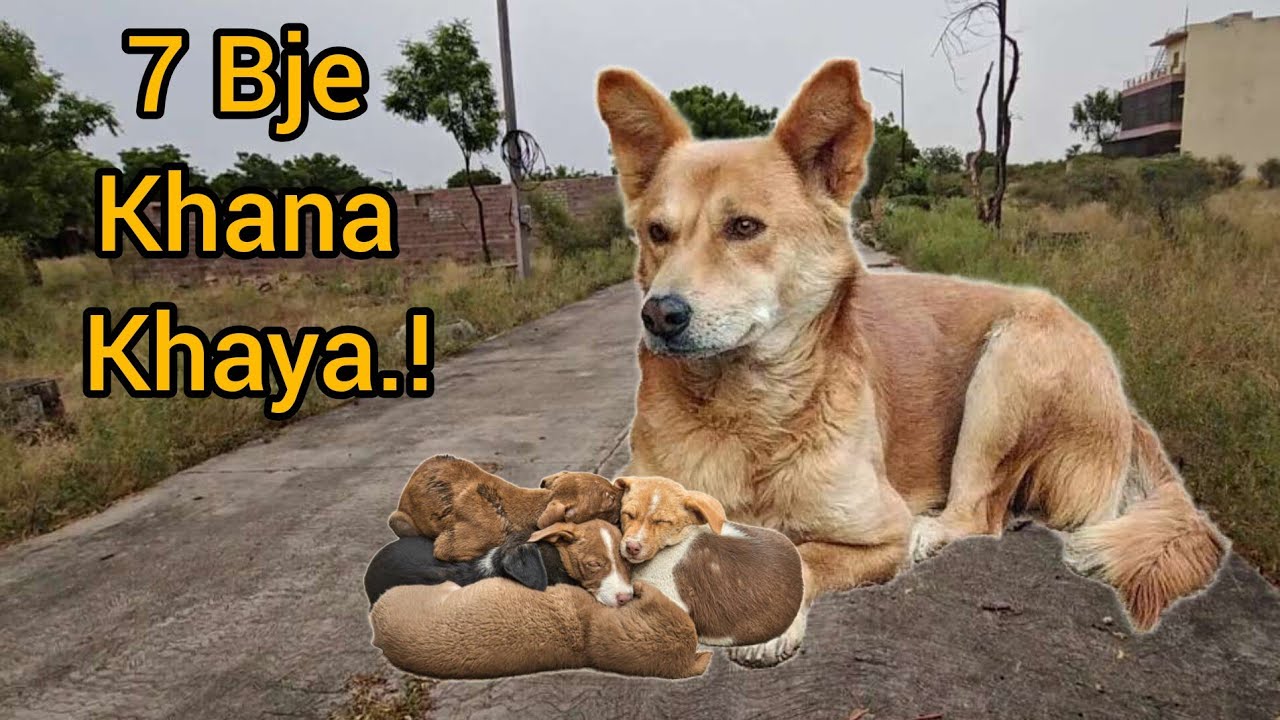 Kaalu Or Roxi || Kaalu Ki Ex-GF, 7 Bje Khana Khaya ...