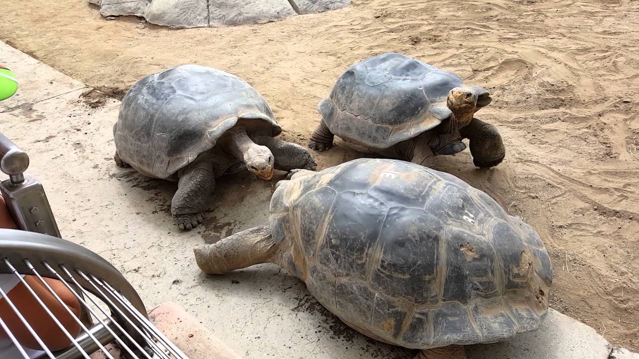Tortoise fight! - YouTube