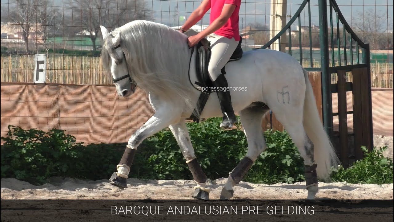 **SOLD** Andalusian PRE Gelding 2014 - 1,66 cm (#MP682) - YouTube