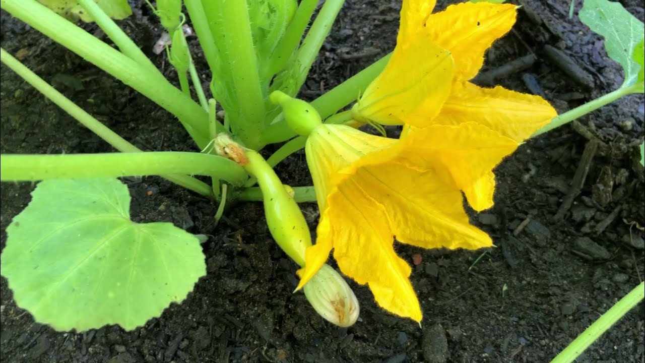 How to Identify male female squash flowers. Easy hand pollinate - YouTube