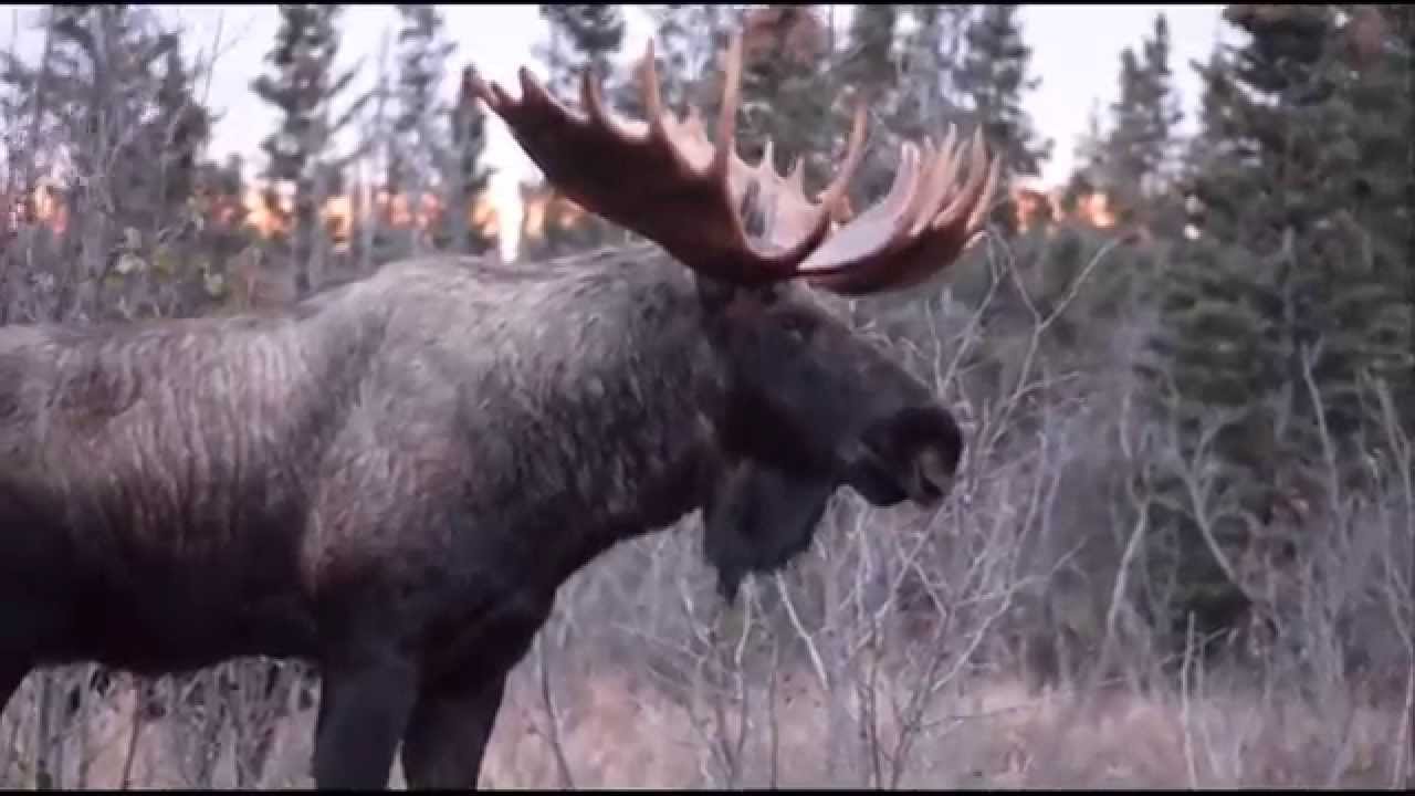 Bull Moose Fight Blocks Road In Alaska