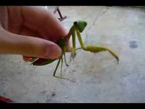 Praying Mantis - YouTube