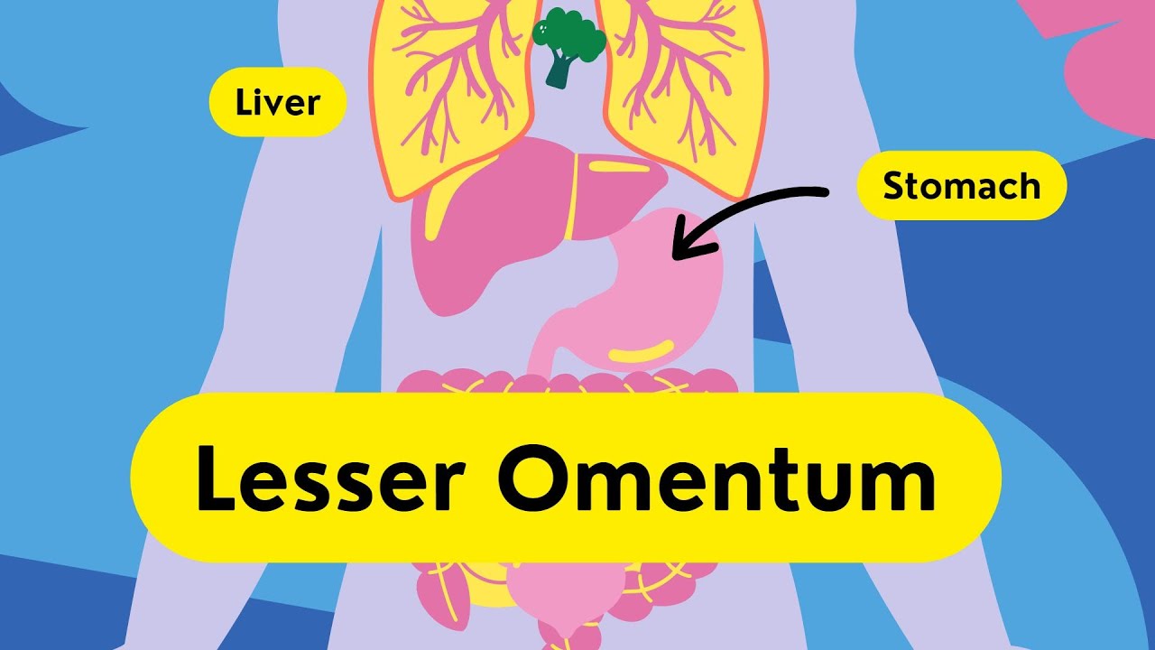 Lesser Omentum | Lesser Curvature | Stomach Anatomy | Part 1| Ligament ...