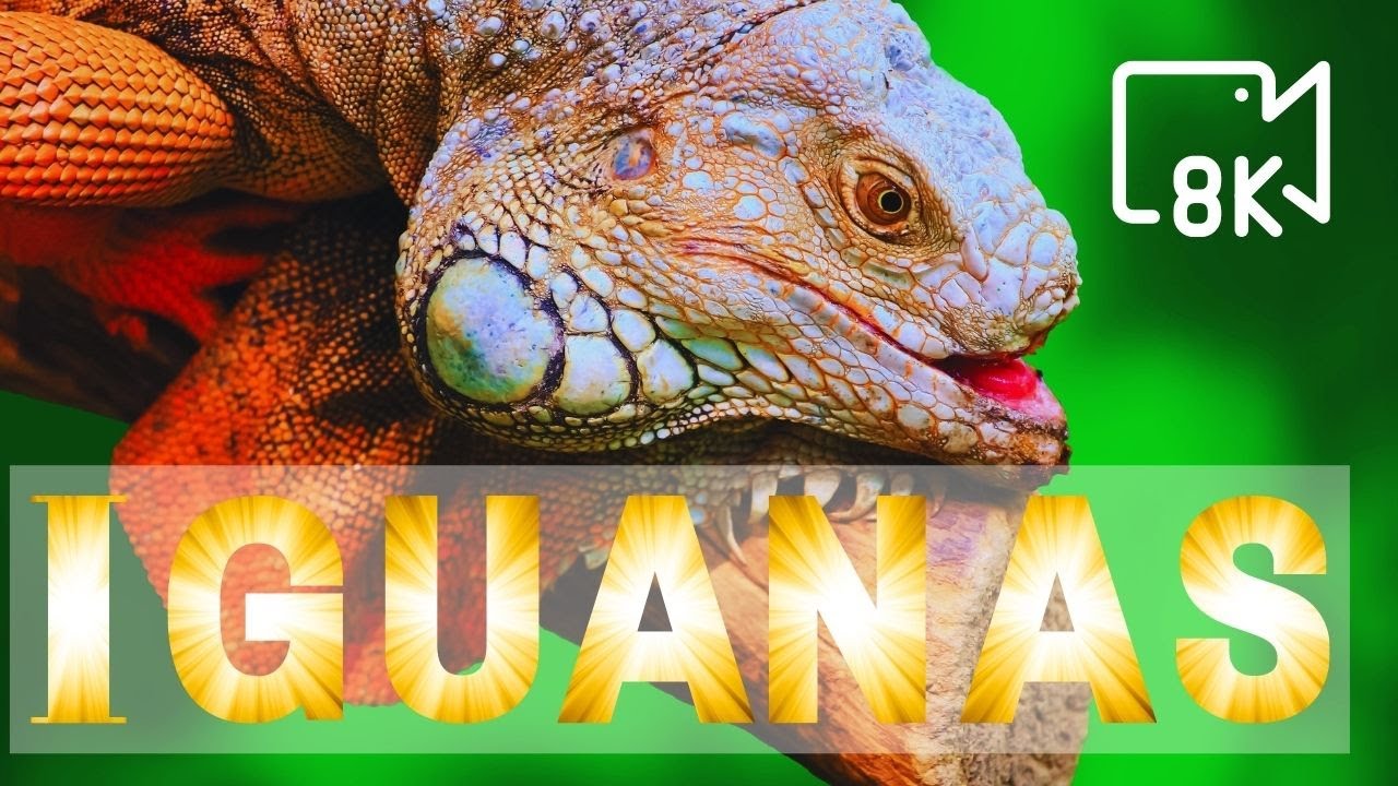 Multi colored breathtaking collection of Iguanas and reptile in 4k/8K ...