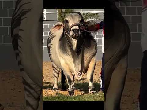 Ourbani 🖤 Mashallah ❤️ || Heavy Janwar || S.S EdiTz #shorts #cow #viral