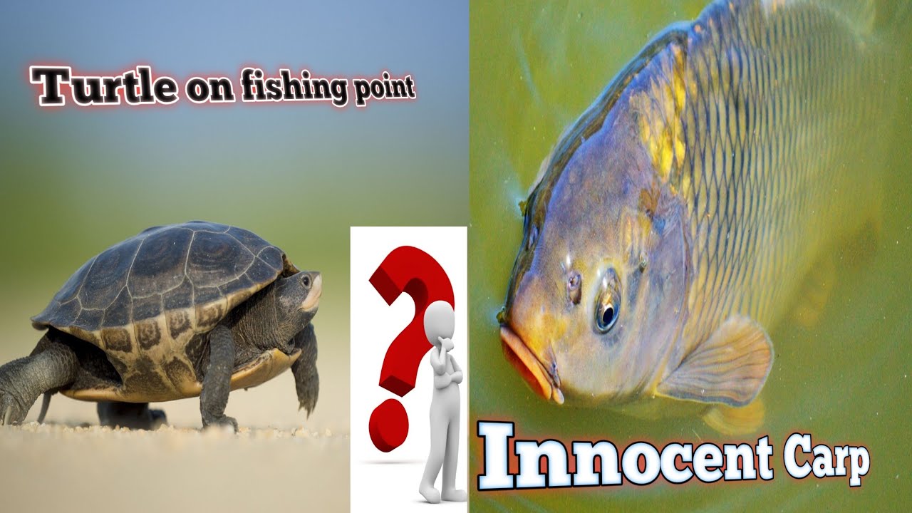 Turtle eat carp fishes | carp fishing ground bait - YouTube