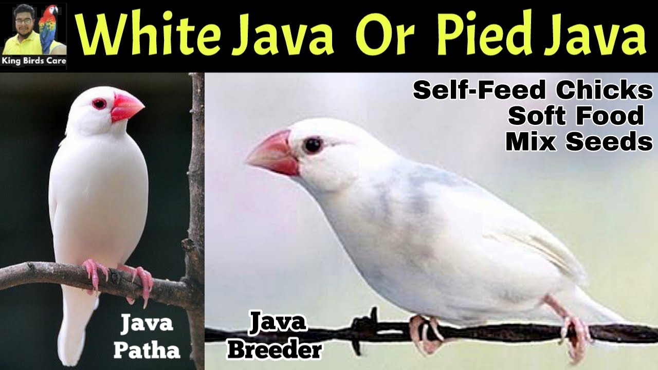 Young Java Sparrow Vs pied Java Sparrow | Self chicks soft food | Java sparrow | Java bird ...