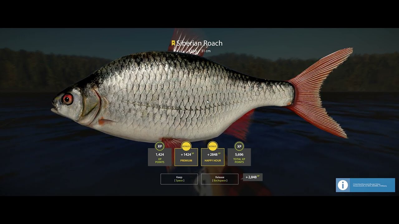 Russian Fishing 4 | Trophy Siberian Roach 633g | Lower Tunguska River ...