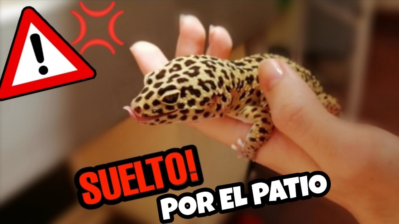 Gecko salvaje Dejé libre a mi GECKO LEOPARDO Goku por el patio de mi ...