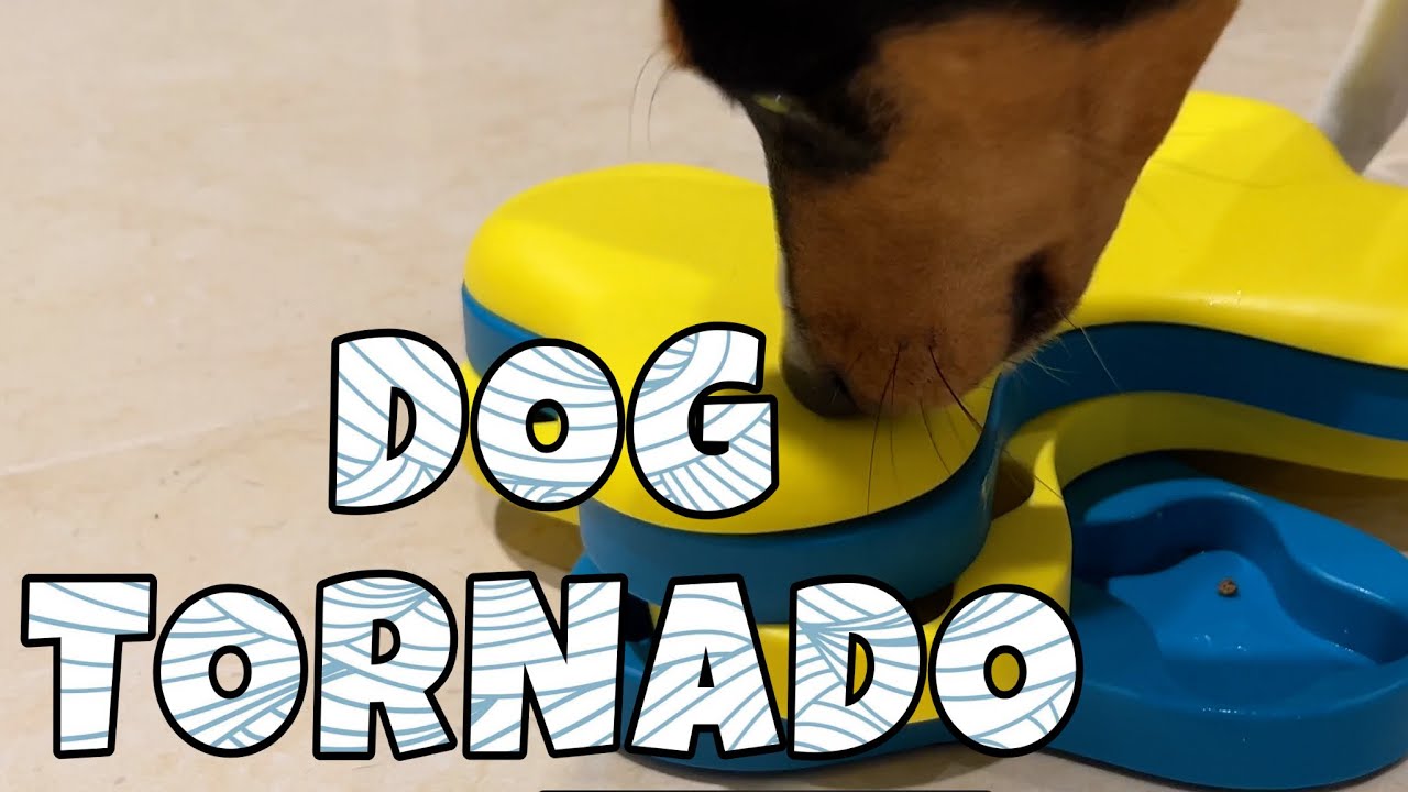 Basenjis Try A New Puzzle Feeder! || Tornado Dog Puzzle by Nina Ottosson - YouTube