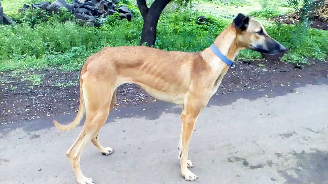 Supar shikari dog - YouTube