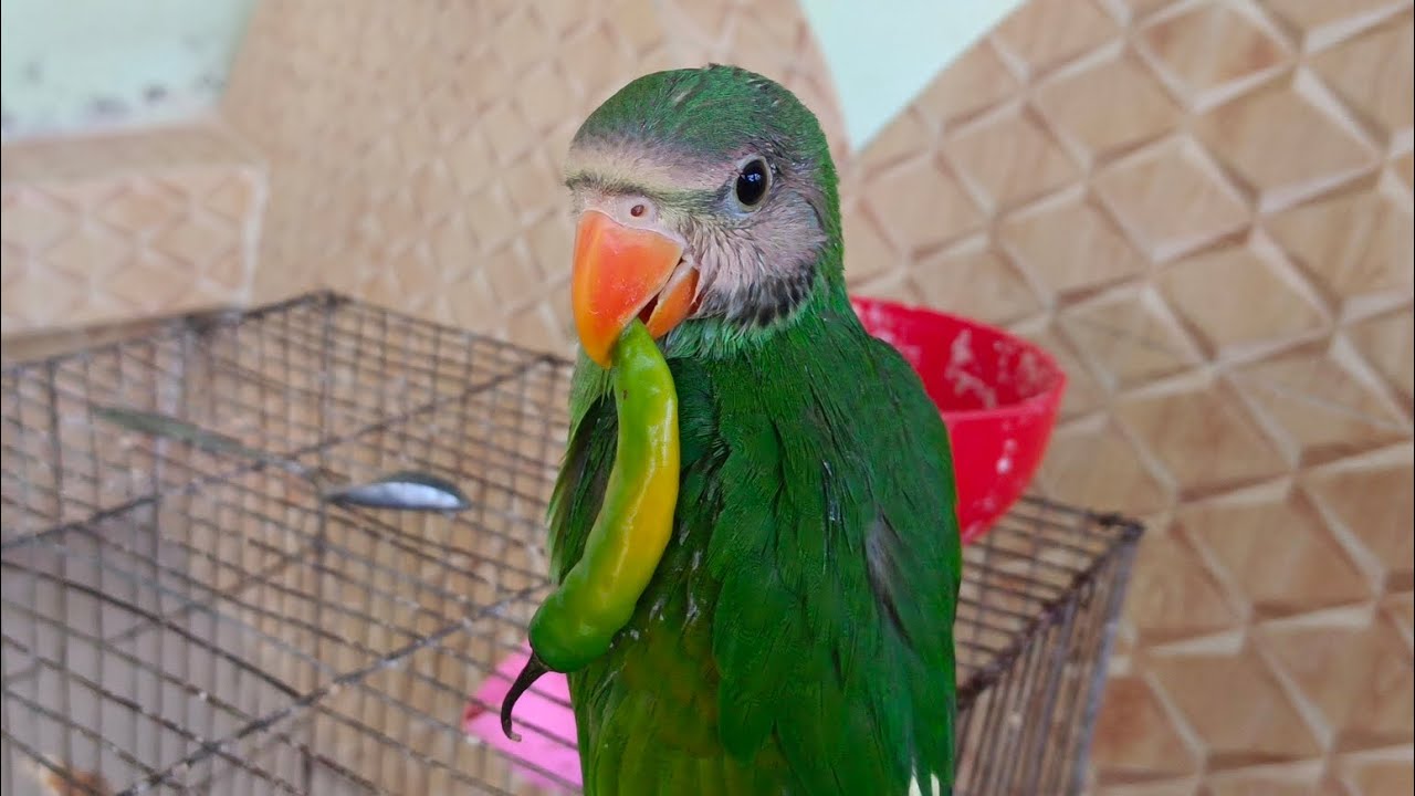 a beautiful talking parrot is eating chilli. - YouTube