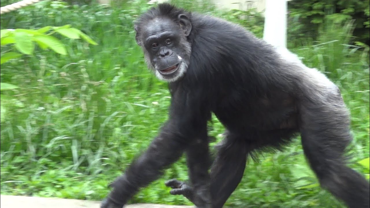 Chimpanzee Social Hierarchy | Young Chimp Wants Mate | Old Chimp Won't ...