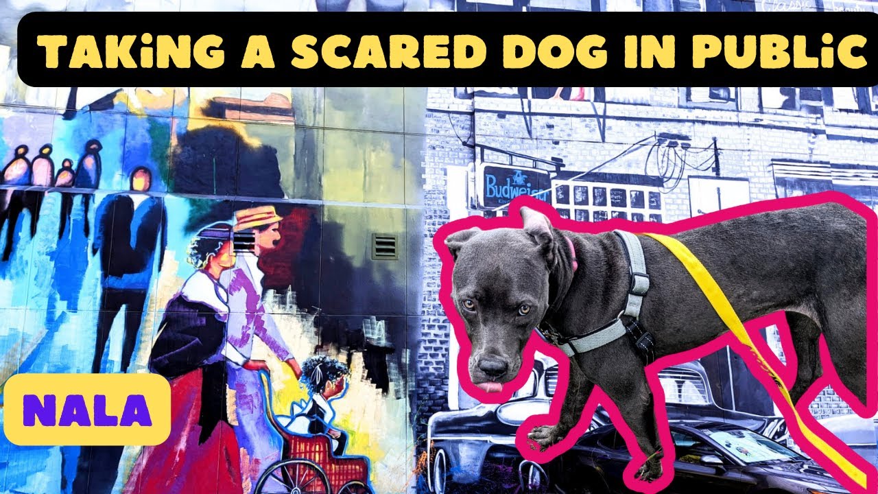 How To Take A Scared Dog In Public For The First Time #dogsofyoutube ...