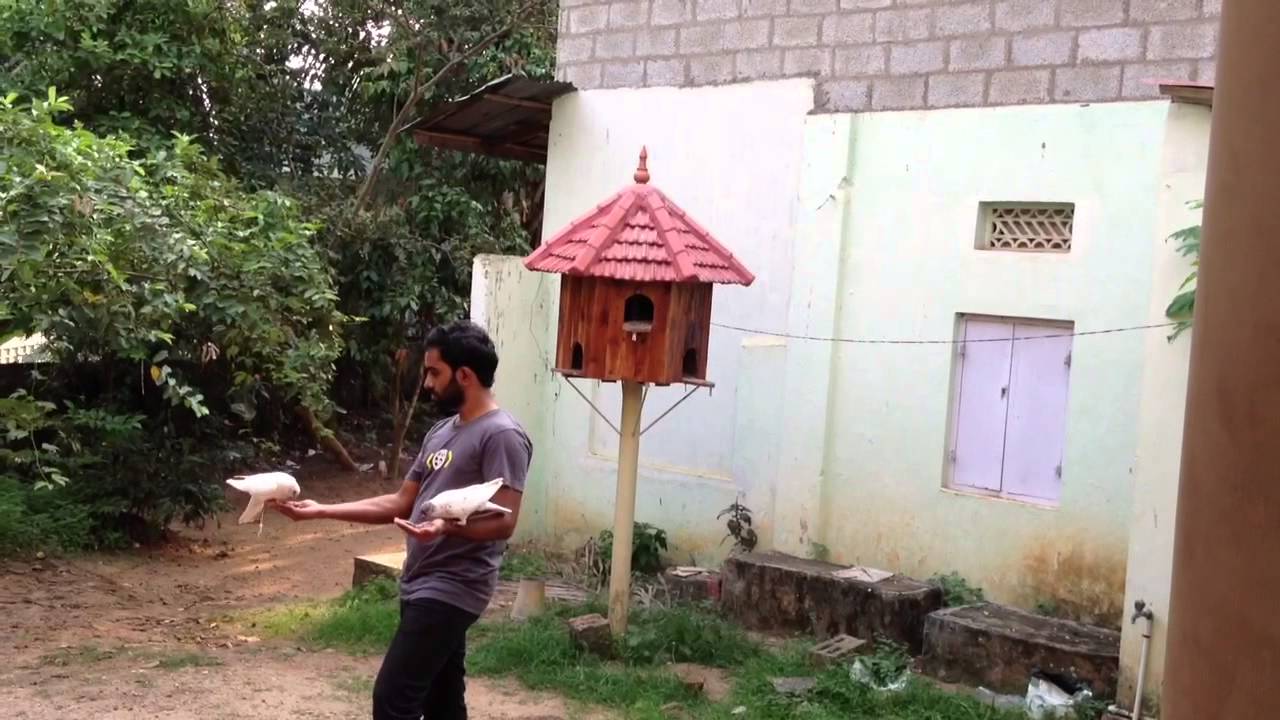 How to train pigeons to fly to your hands - YouTube