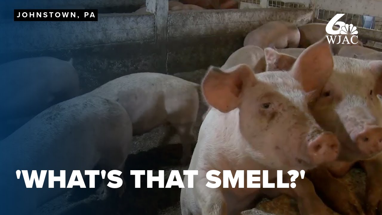 Unpleasant odor in Johnstown leaves residents concerned, a pig farm ...