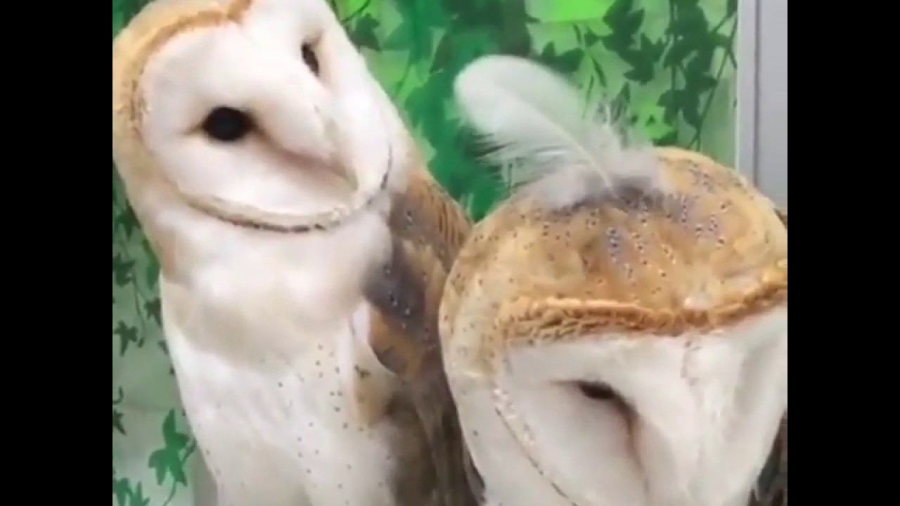 OWLS Owl Documentary HD Amazing Film, Harry Potter Birds Earth ...