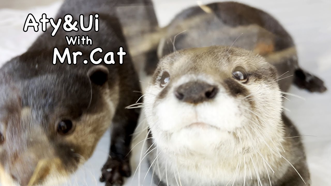 Otters curious about the garden [Otter life Day 678] - YouTube