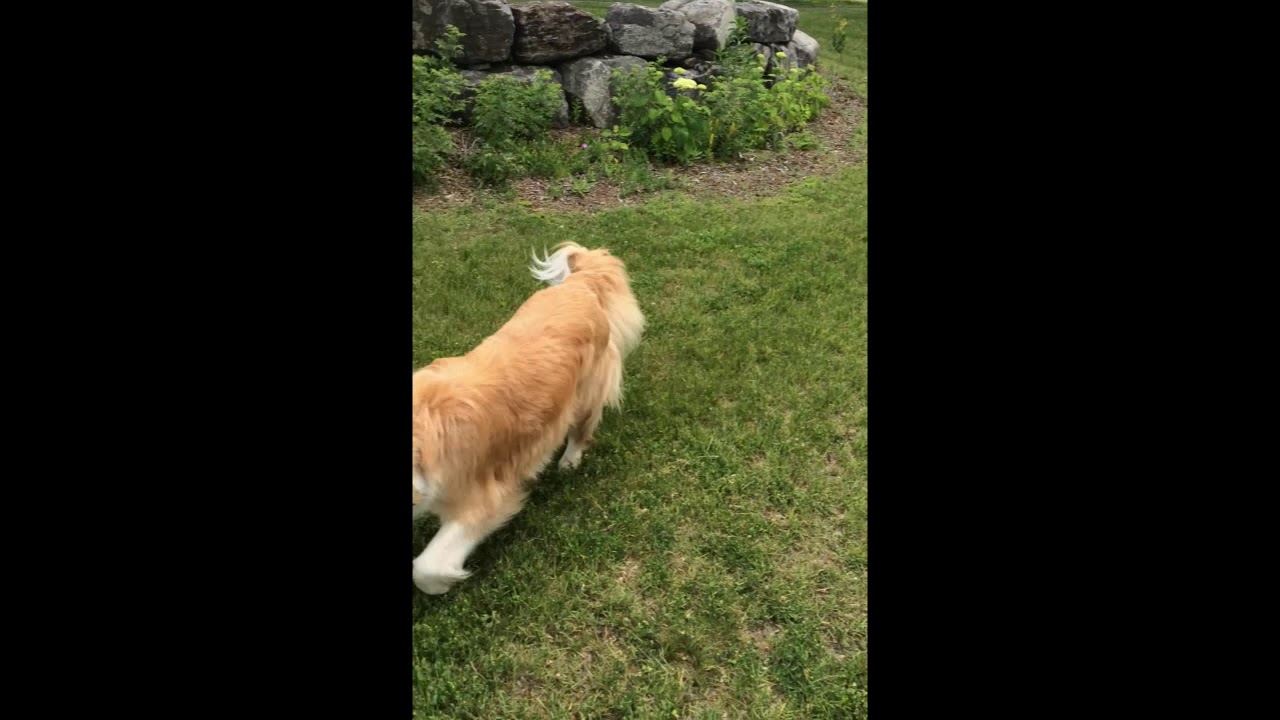 Doog fetching sticks for dogs in action! - YouTube