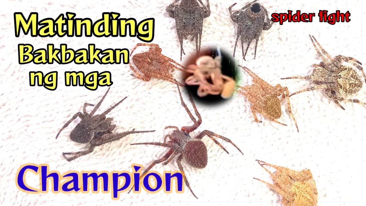 Spider fight | Bakbakan ang laban ng mga CHAMPION / pasilip ng mga ...
