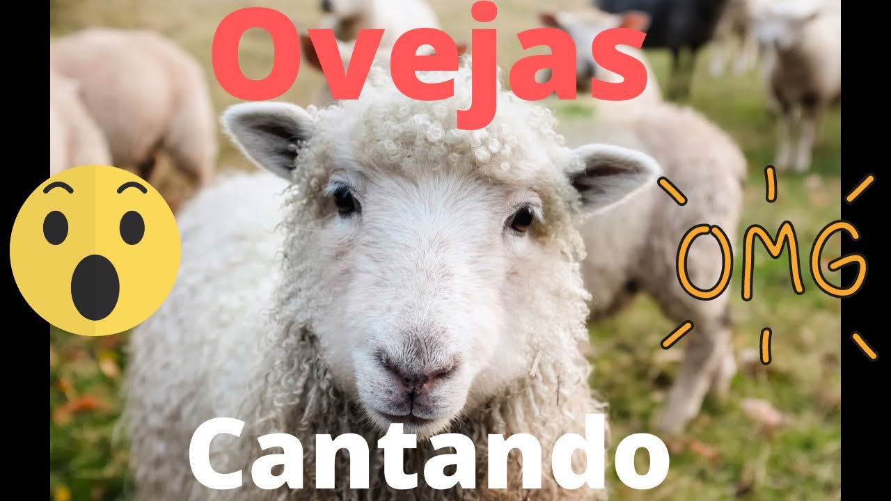 Ovejas Cantando Oh Sheeps - YouTube