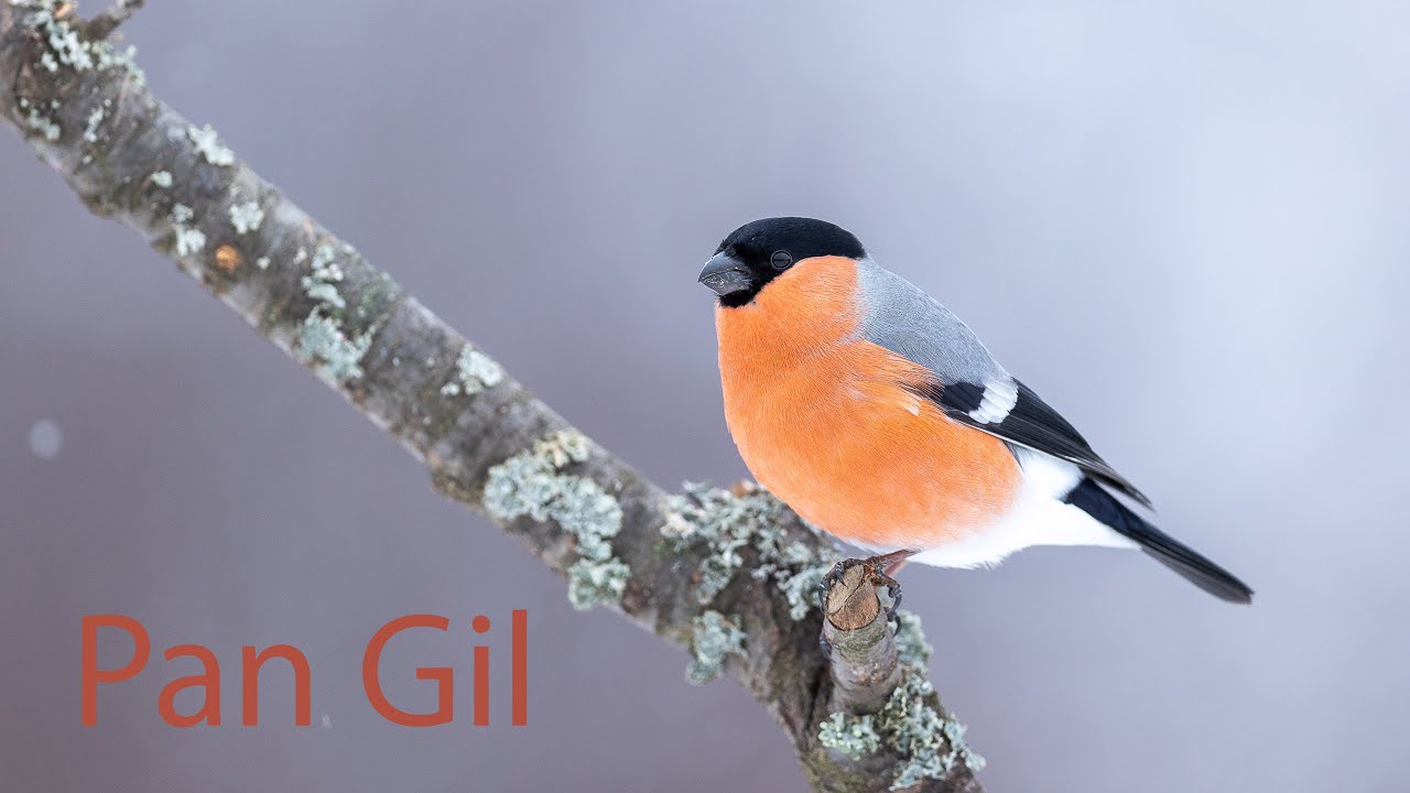 Pan Gil - YouTube