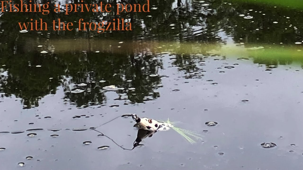 Thise private pond was loaded with giant snakeheads ( frog fishing ...