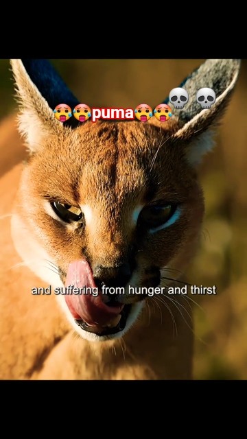 The hungry puma wants to attack bird #goneviralshorts #viral #puma # ...