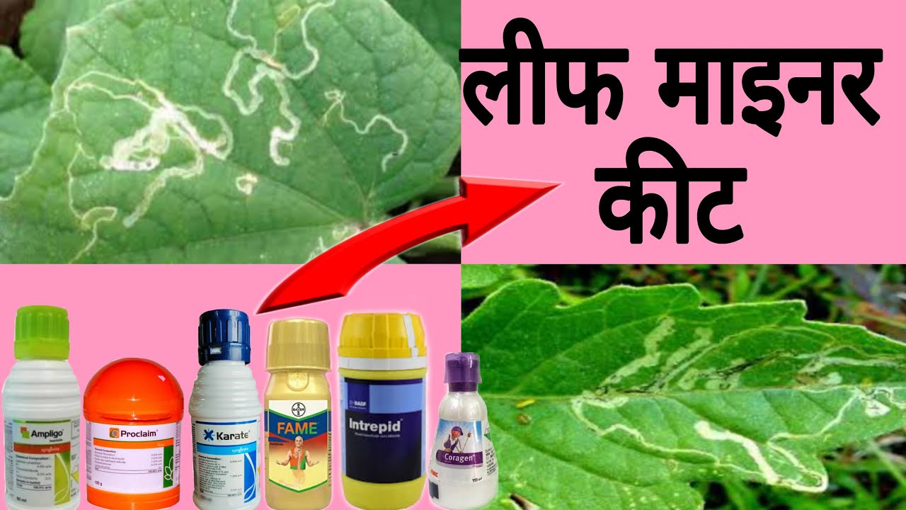 leaf miner insect control || best chemical for leaf miner insect - YouTube