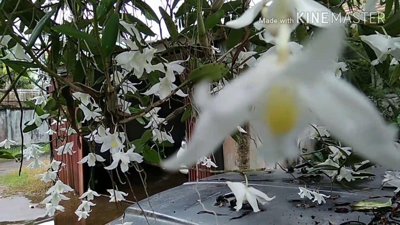Anggrek merpati Hutan I Orisinil Bunganya harum baunya - YouTube