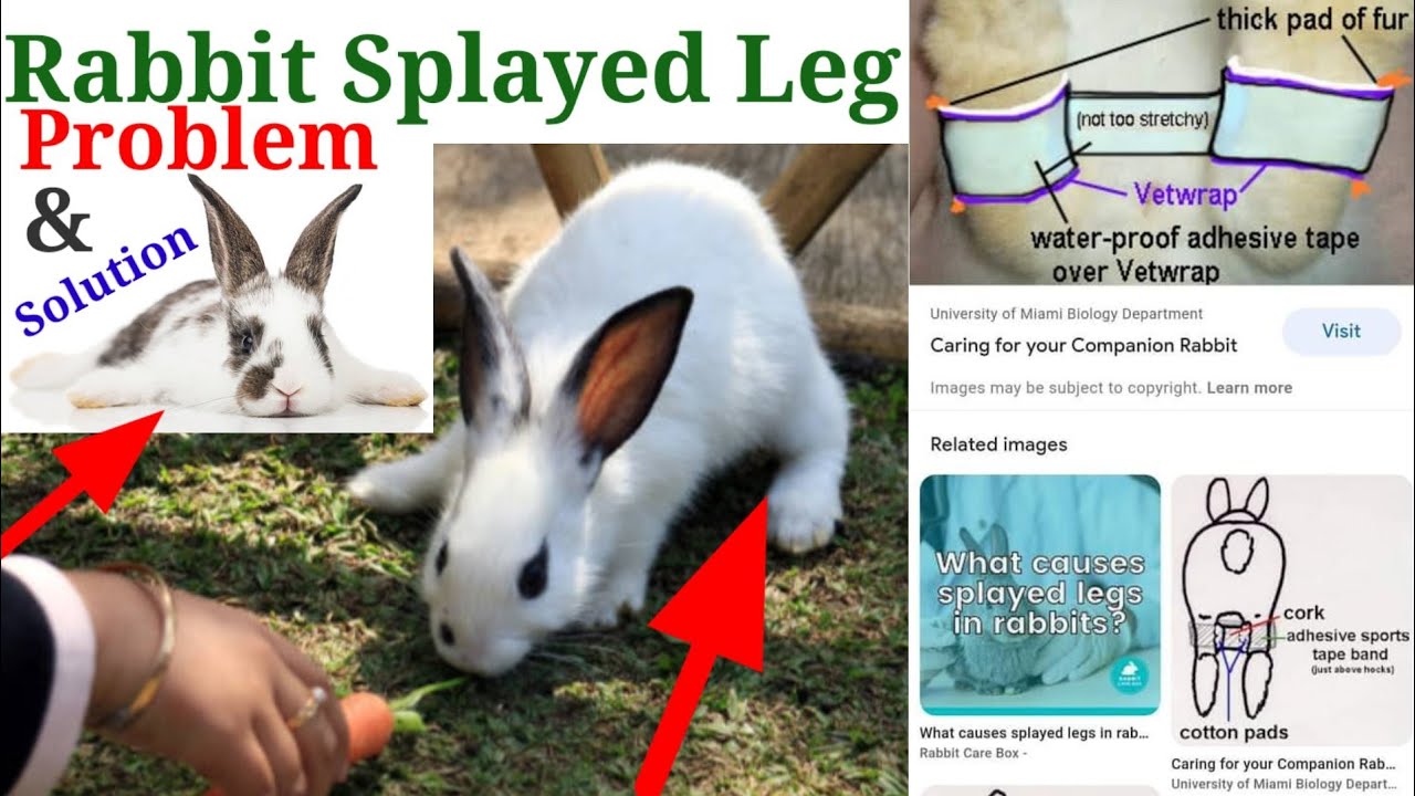 Rabbit Splayed Leg Problem&Solution In Hindi/ Khargosh Ke bacche Ka Leg ...