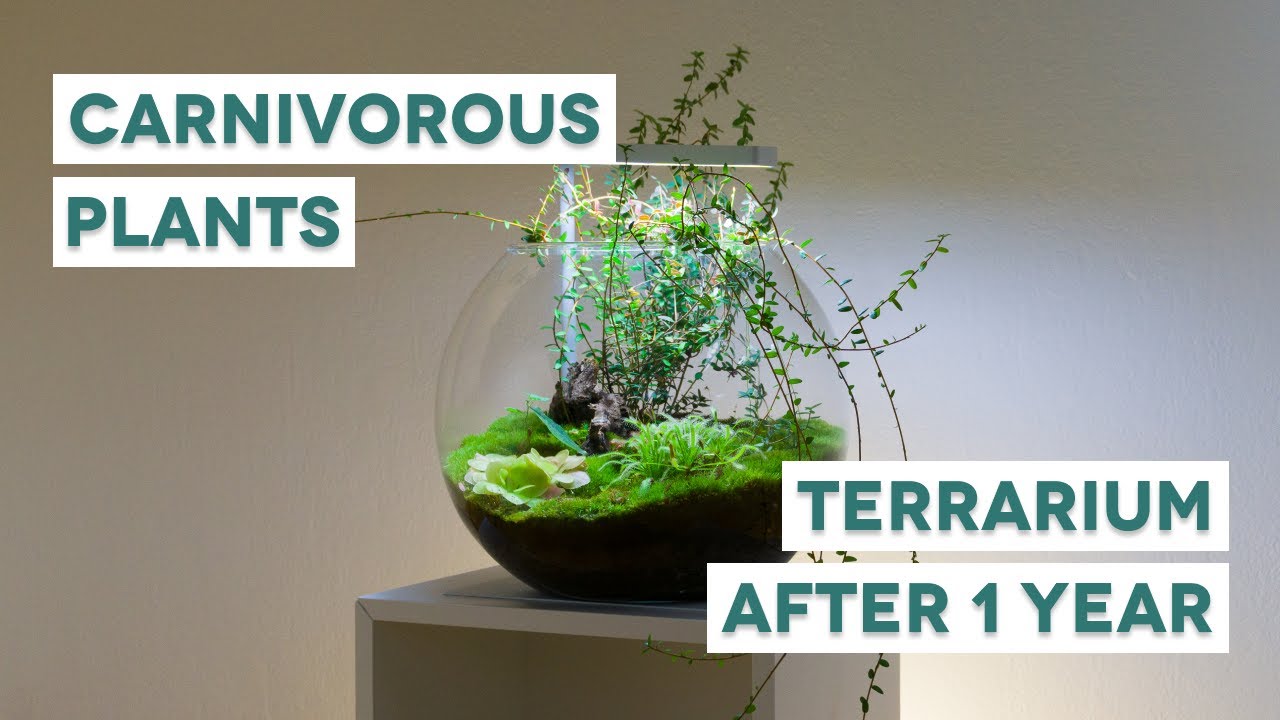 The bog terrarium for carnivorous plants | 1 year update - YouTube