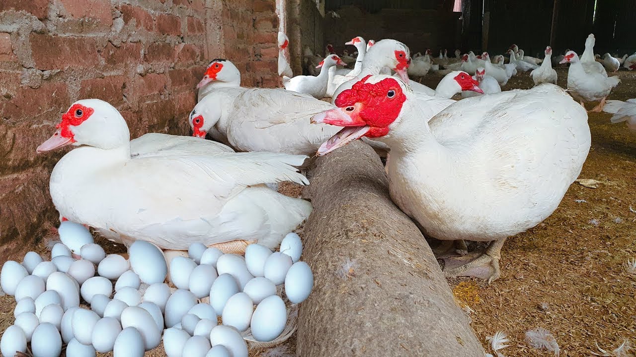 How to Raise Laying Muscovy Ducks - Effective Muscovy Duck Egg Business ...