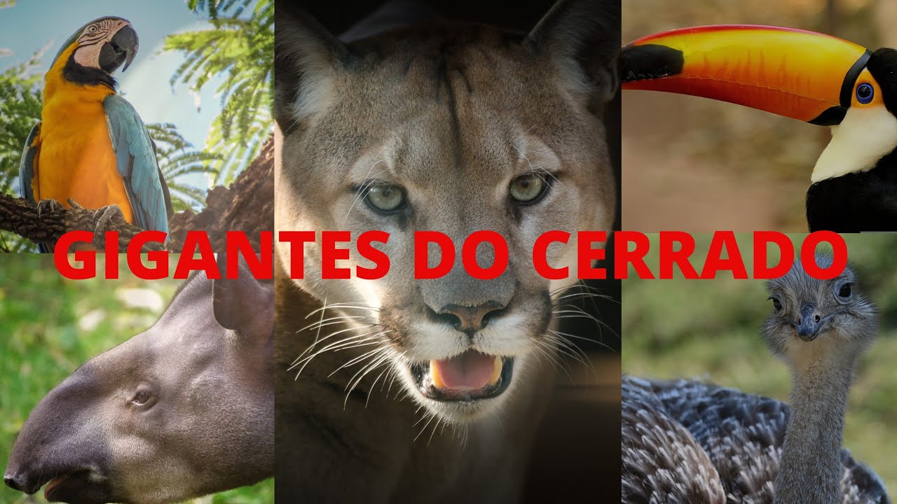 INCRÍVEL-Conheça 5 ANIMAIS lindos do CERRADO BRASILEIRO - YouTube