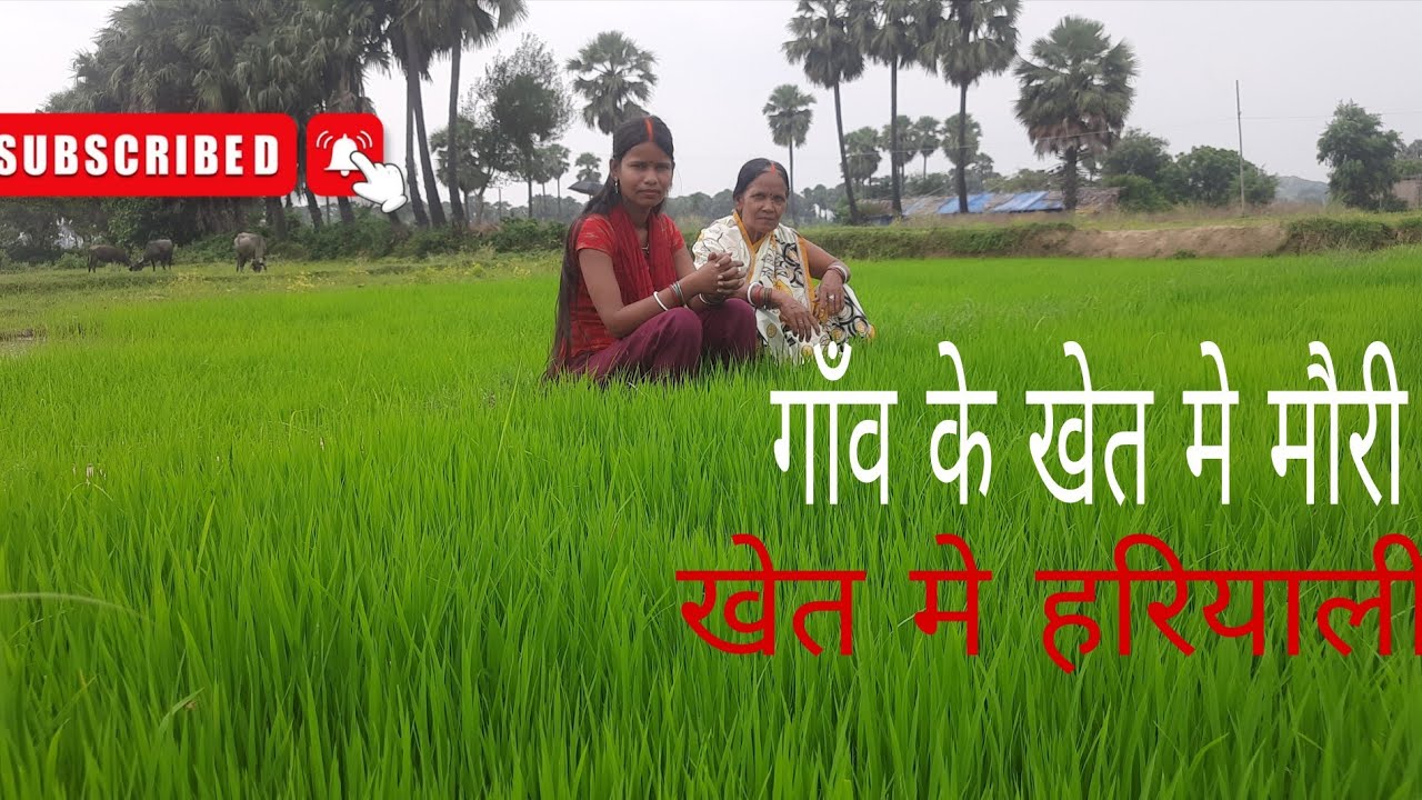 Real Village Farming || What Is Mori Rice?|| See It Through My Eyes ...