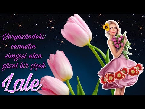 Lale - Tulipa