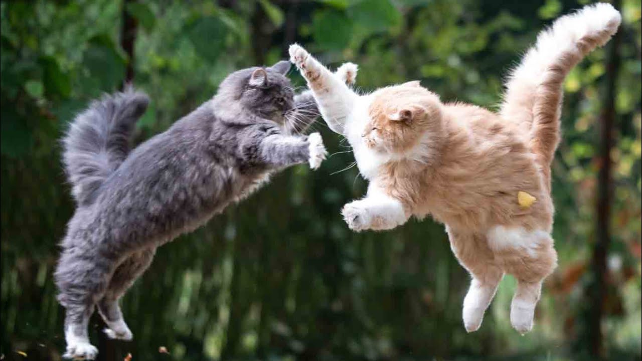 cat attack each other very dangerous - YouTube