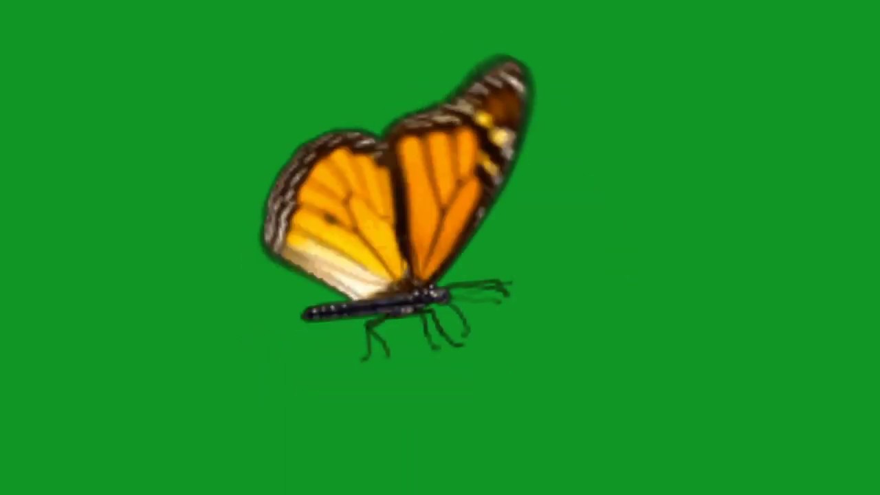 Butterfly green screen effects #greenscreen #greenstudio - YouTube