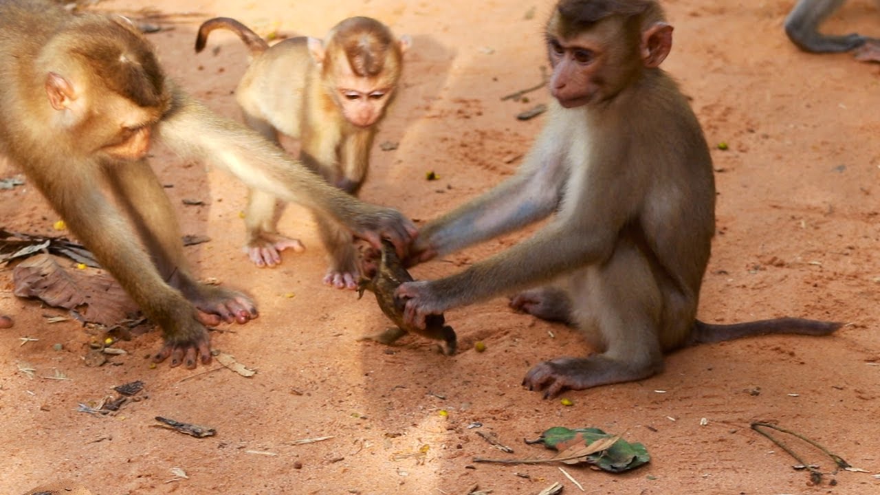 Group little monkeys catch big toad to play || Toad vs Monkey - YouTube