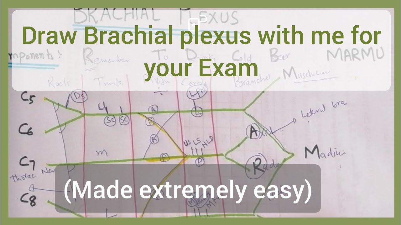 Brachial Plexus Made Extremely Easy (How to Draw Brachial Plexus) USMLE ...