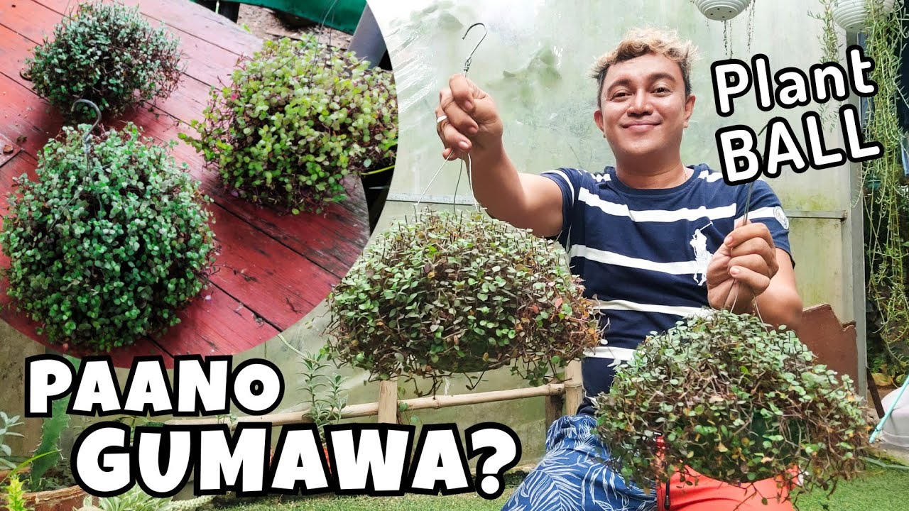 HOW TO MAKE PLANT BALL HOME GARDEN DISPLAY? | CREATIVE IDEA FOR TURTLE ...